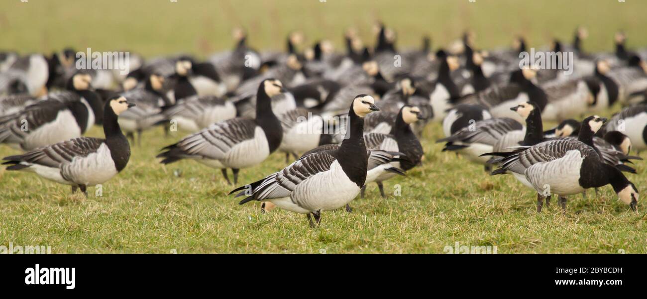 A group of barnacle geese Stock Photo - Alamy