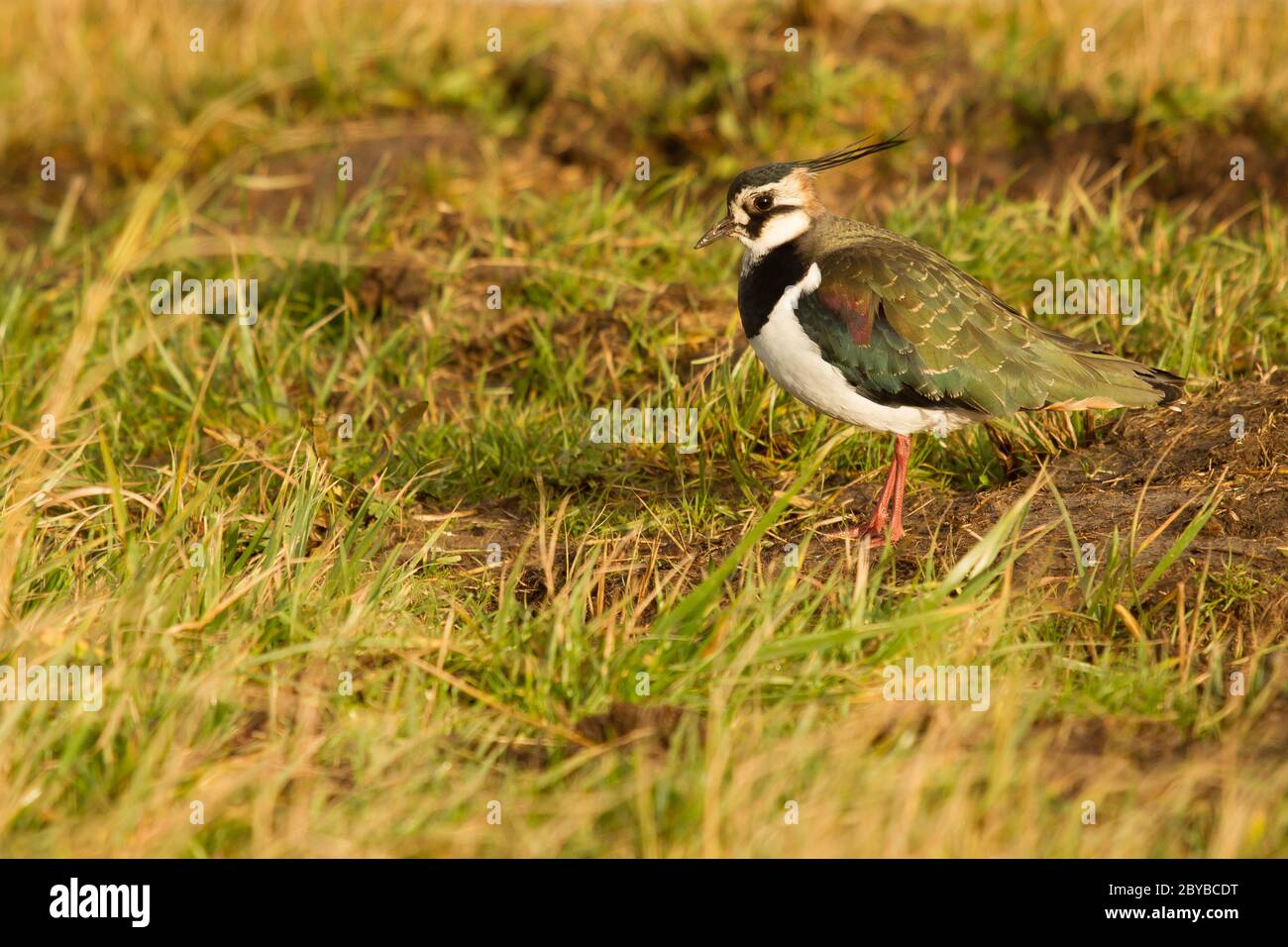 Lapwing images hi-res stock photography and images - Alamy