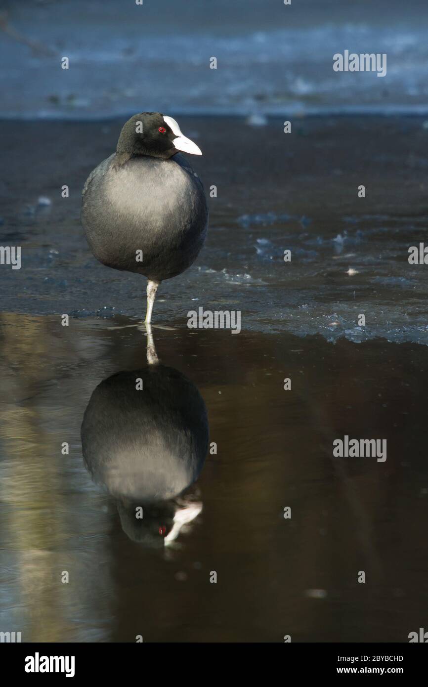 Common coot egg hi-res stock photography and images - Alamy
