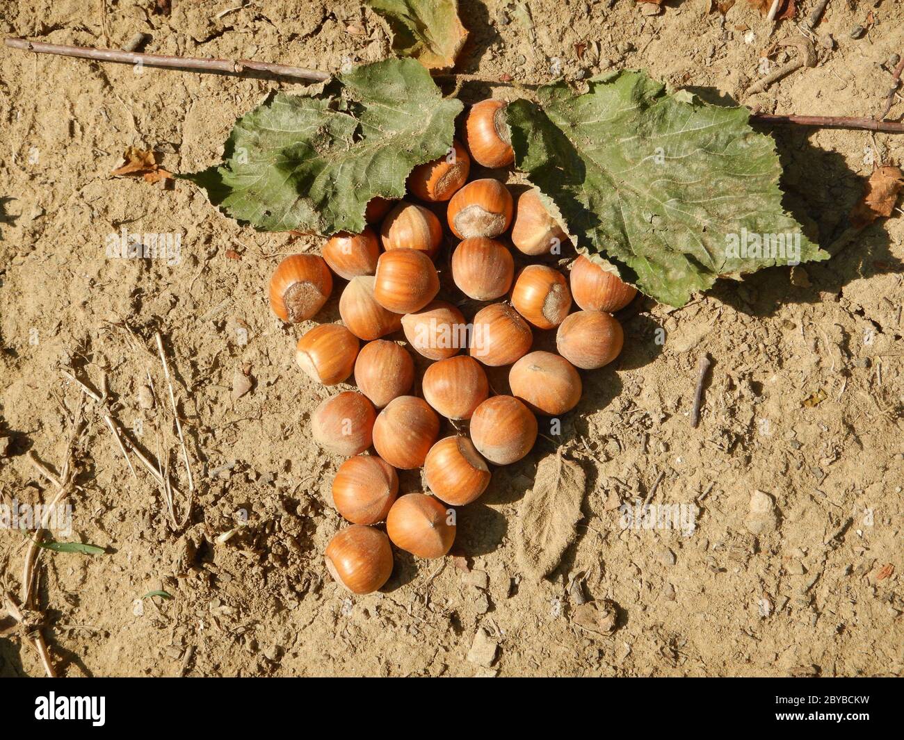 Hazelnuts on the ground ready to be harvested, Cortemilia, Piedmont ...