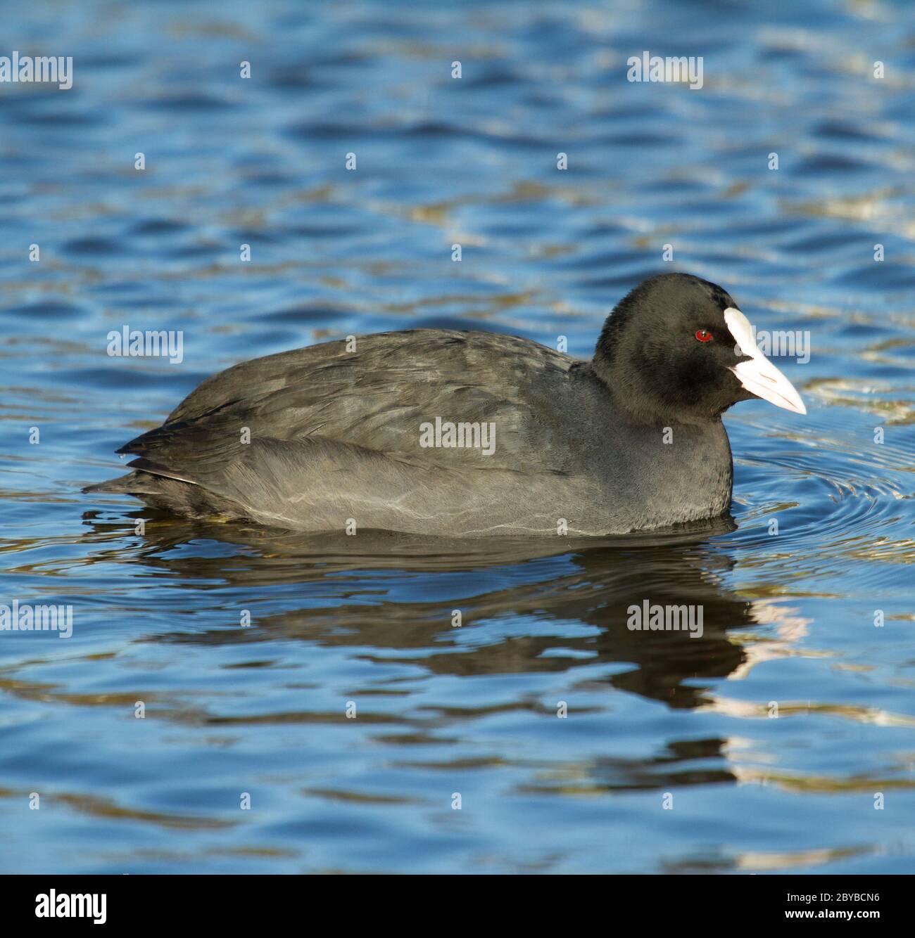 Coot photographs hi-res stock photography and images - Alamy