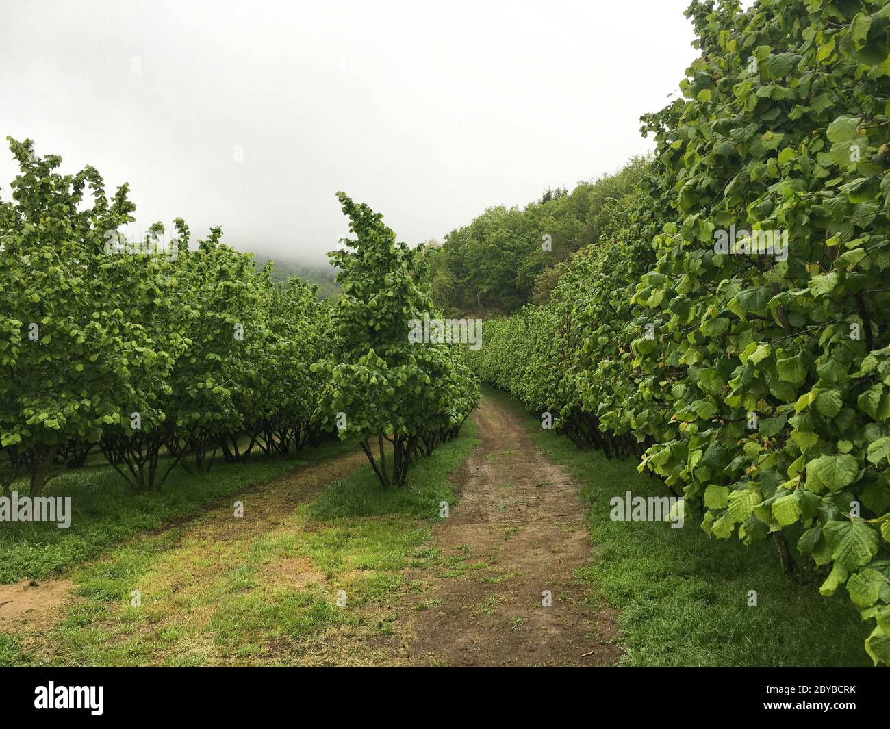 Hazelnuts in Cortemilia, Piedmont, Italy Stock Photo - Alamy