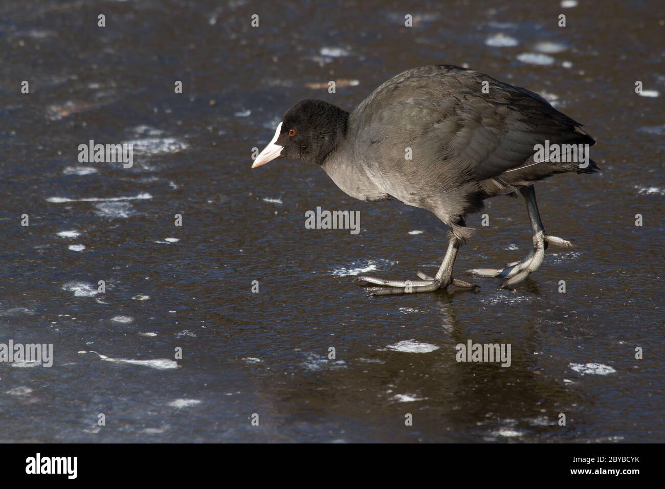 A common coot Stock Photo - Alamy