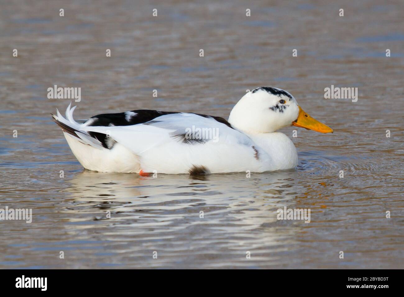 Duck images free hi-res stock photography and images - Alamy