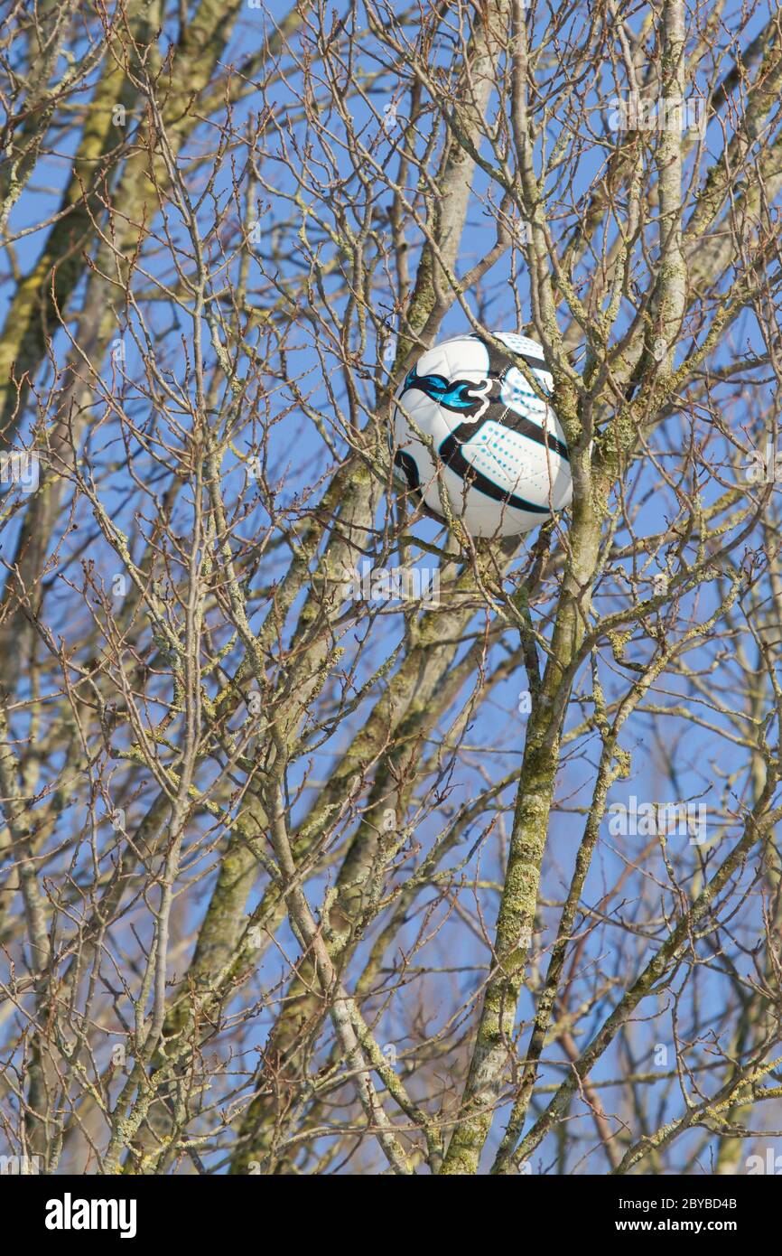A football in a tree Stock Photo - Alamy