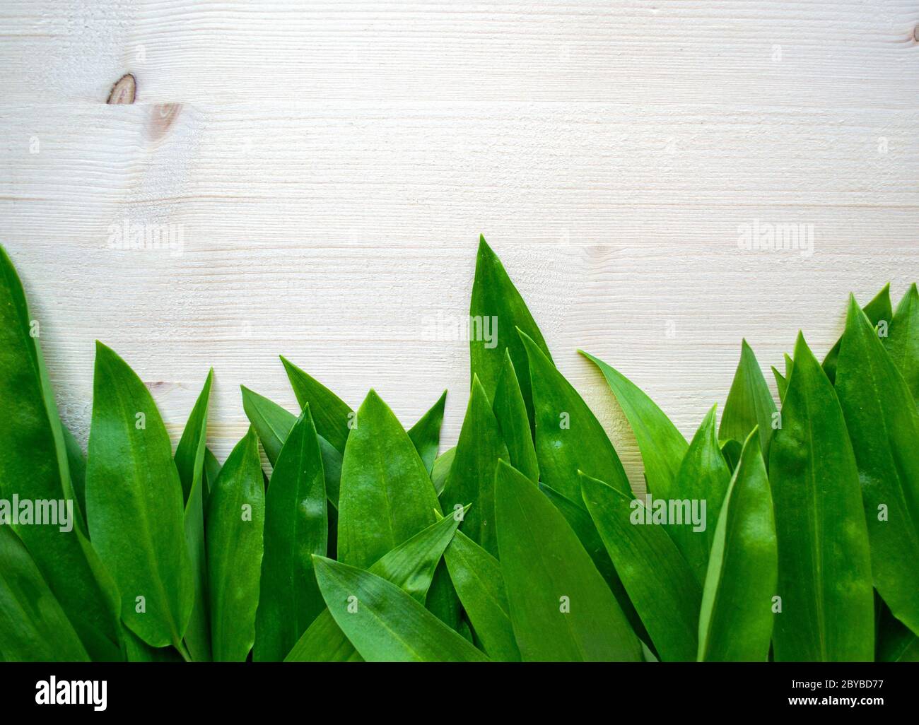 Ramson leaves hi-res stock photography and images - Alamy