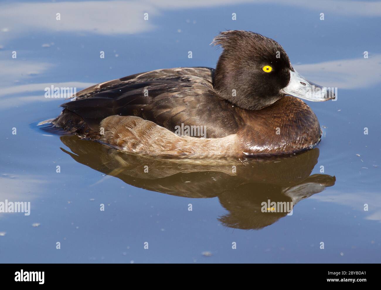 Female Tufted duck Stock Photo - Alamy