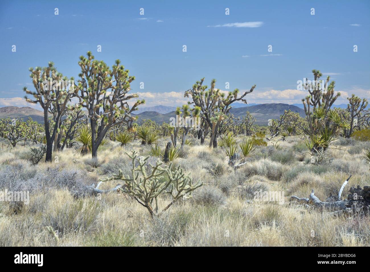 Joshua trees in Mojave National Preserve Stock Photo - Alamy