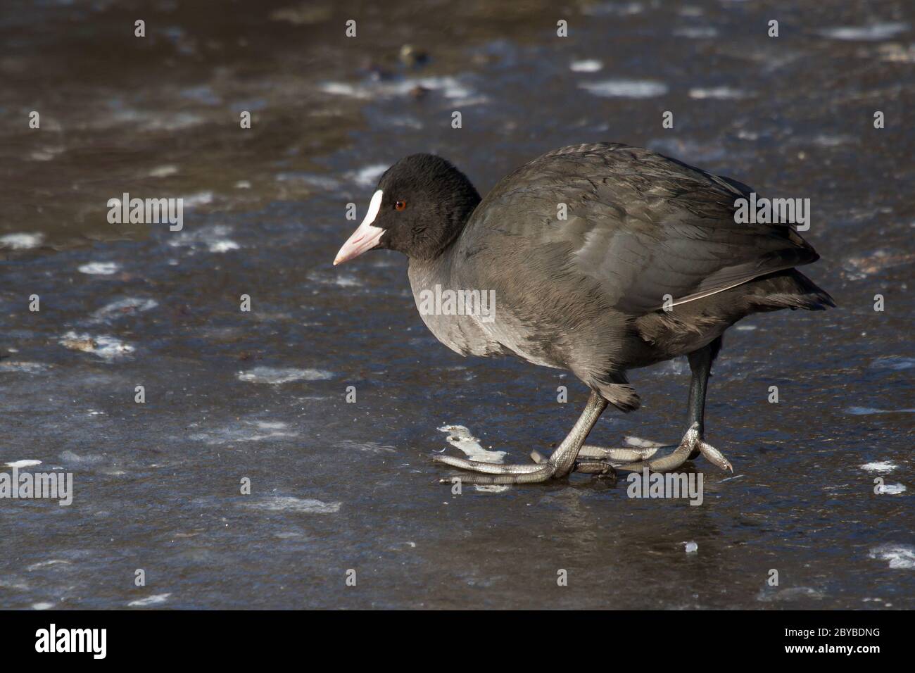 Common coot egg hi-res stock photography and images - Alamy