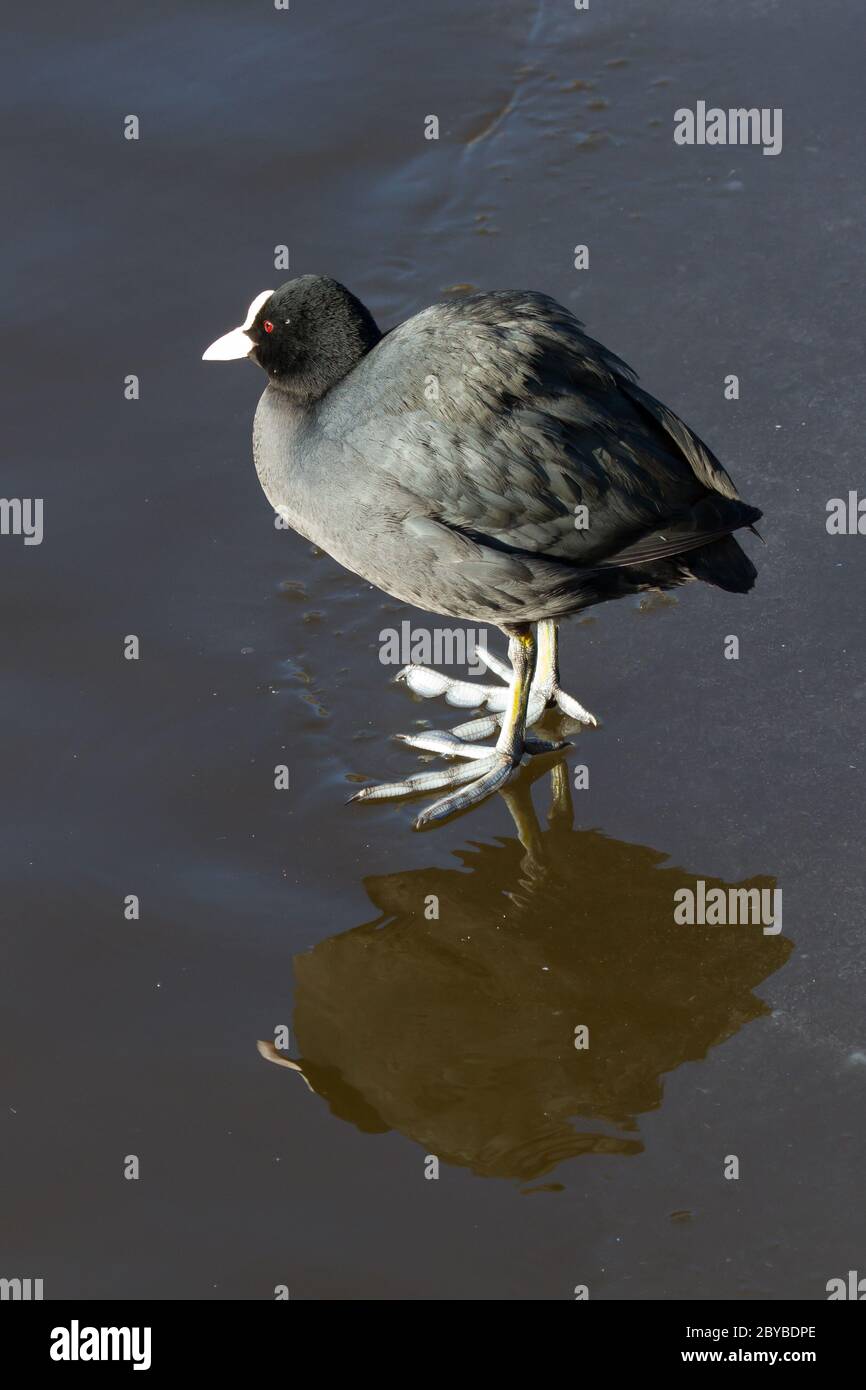 Common coot egg hi-res stock photography and images - Alamy