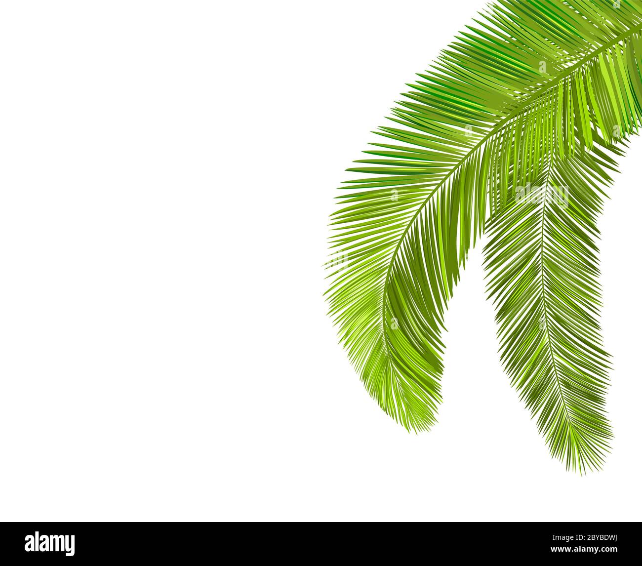 Palm branches with leaves on a white background Stock Vector Image ...