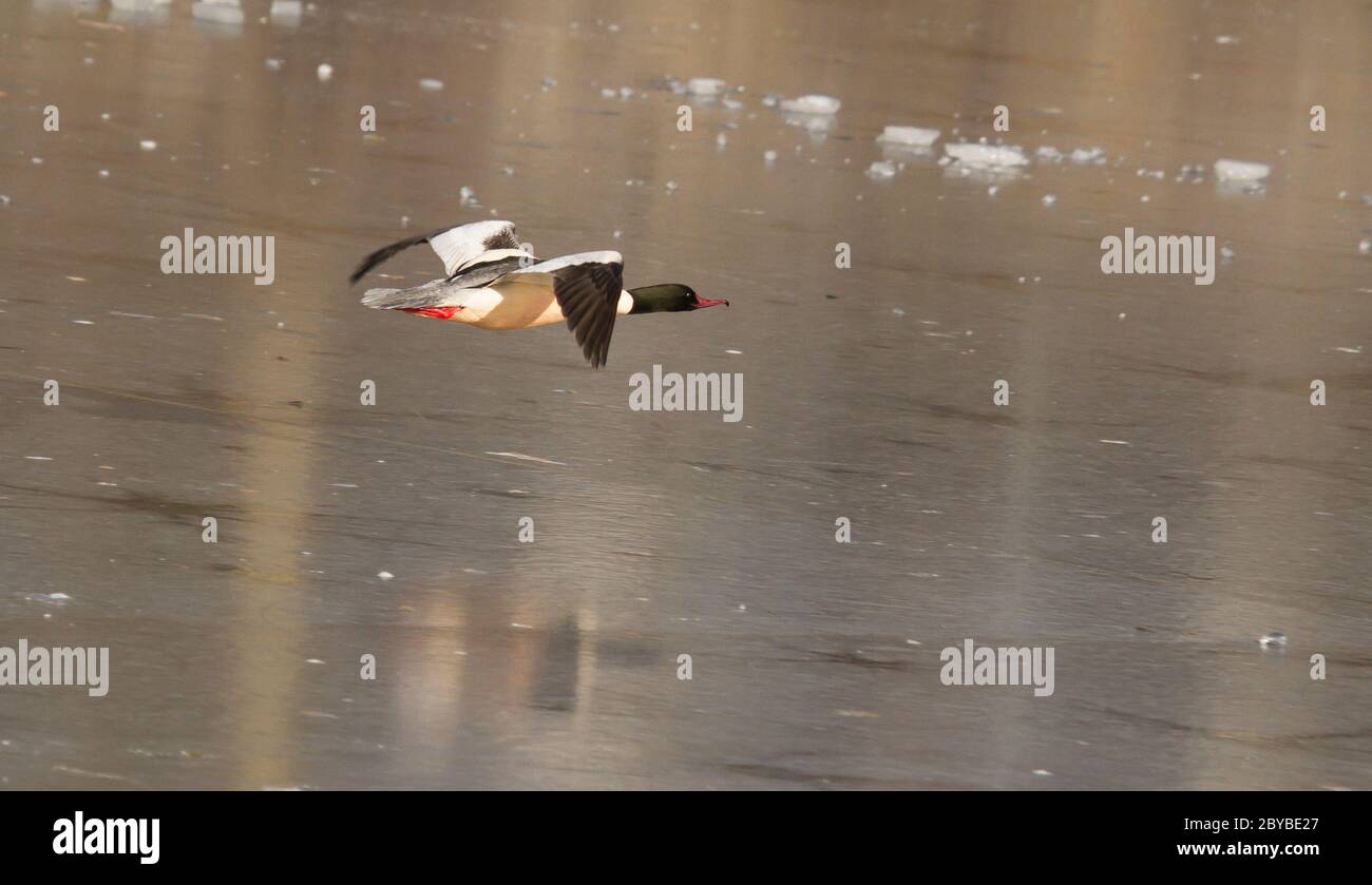 Goosander photos hi-res stock photography and images - Alamy