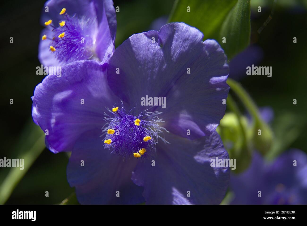 macro of Spiderwort Flower with yellow anthers Stock Photo - Alamy