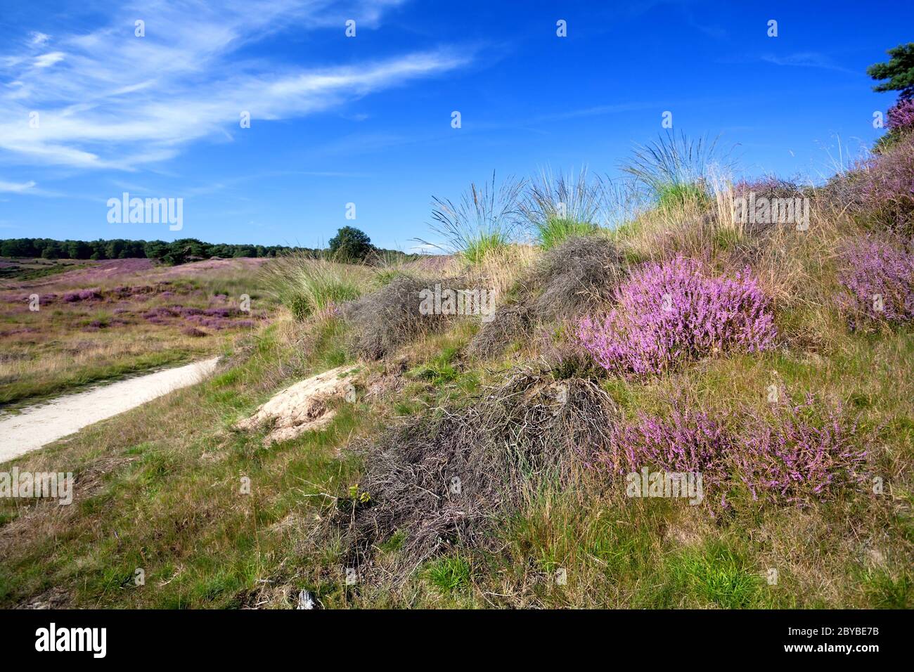 Flowers flowering hill hi-res stock photography and images - Alamy