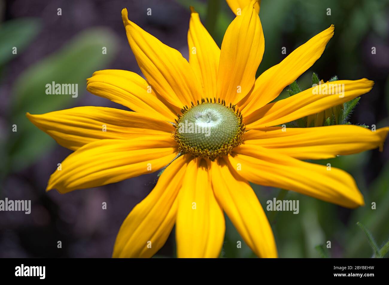 Macro Large yellow Daisy Stock Photo - Alamy