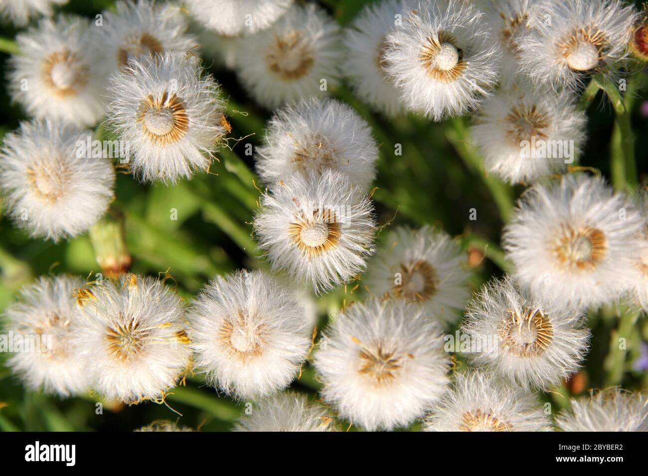 structure of dandelion flowers Stock Photo - Alamy