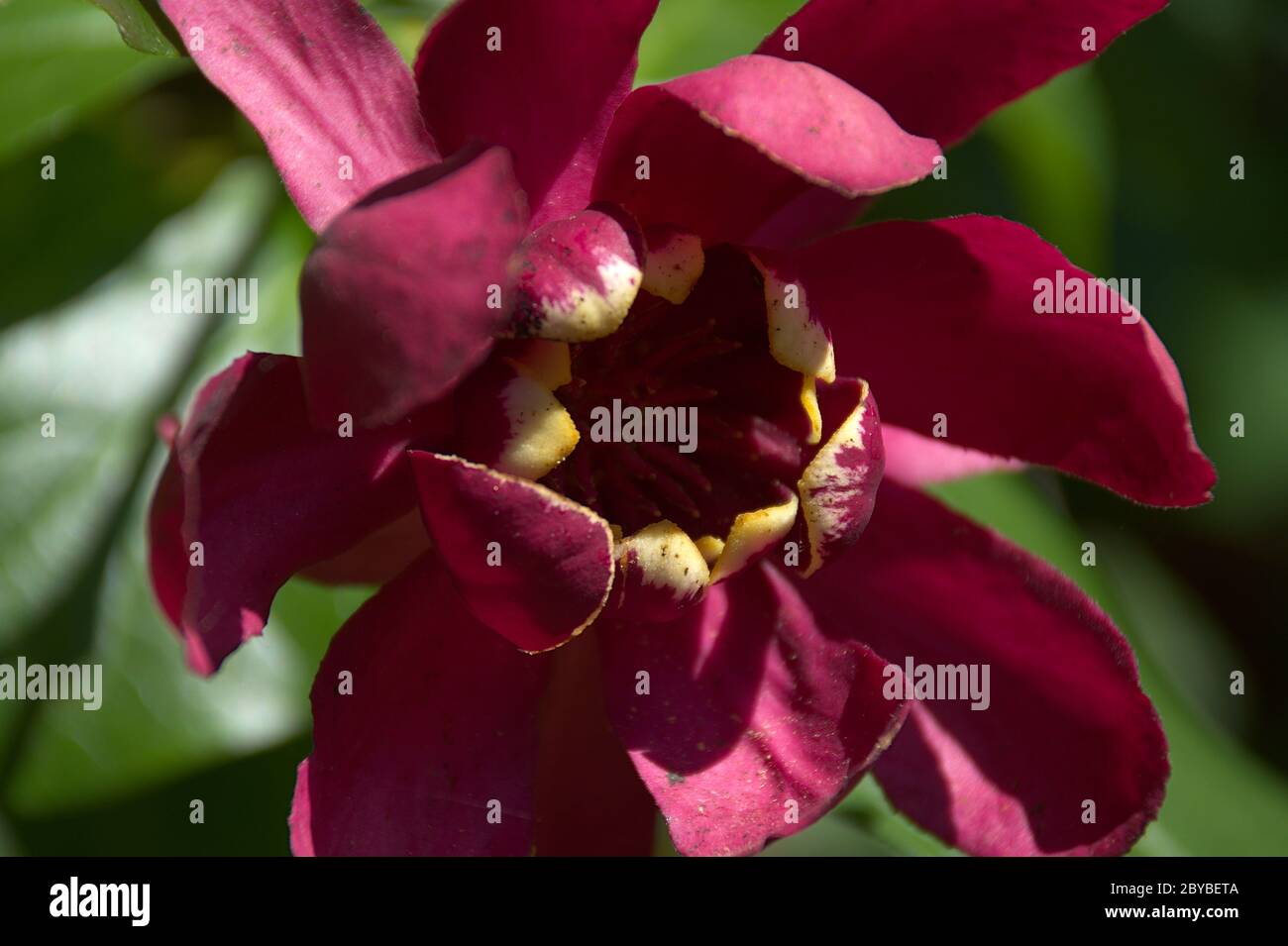 Red allspice flower hi-res stock photography and images - Alamy