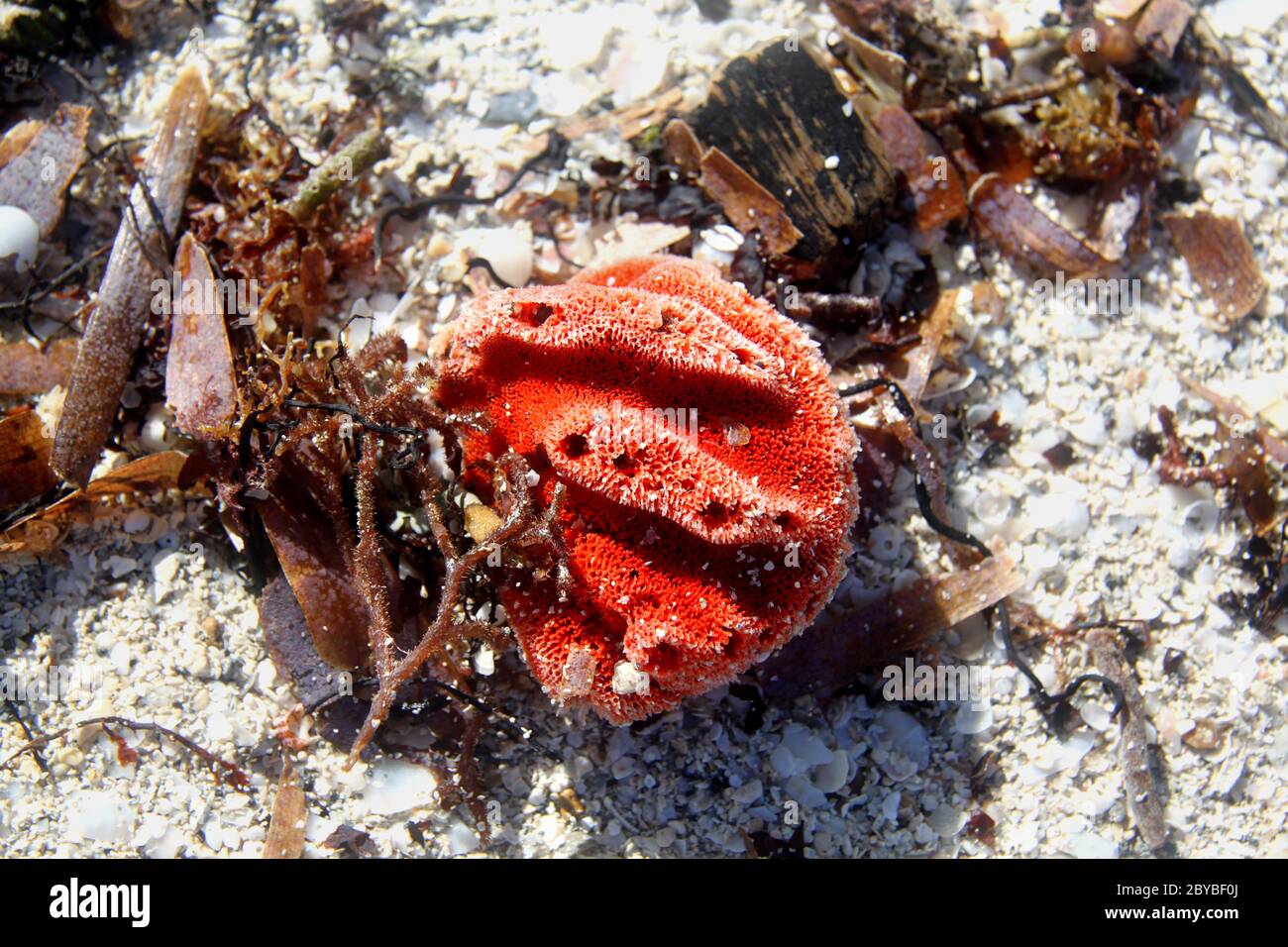 Red Sea sponge Stock Photo - Alamy