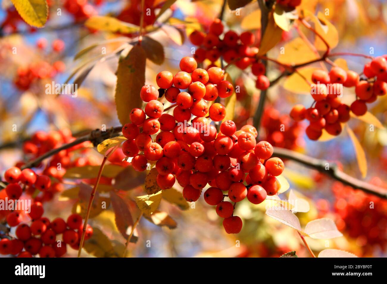 Bitter ash hi-res stock photography and images - Alamy