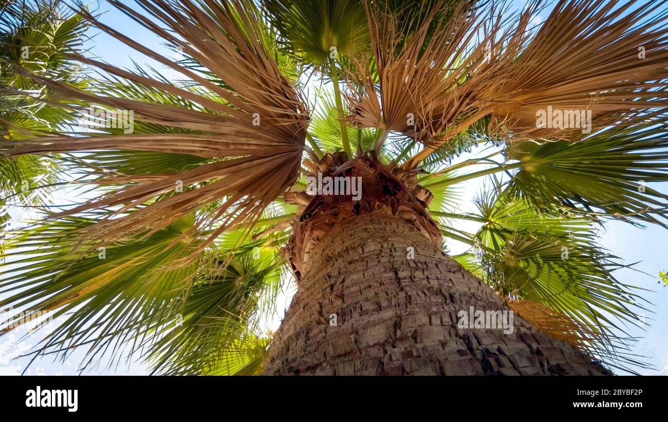Looking up on the high palm tree top and bright sun Stock Photo - Alamy