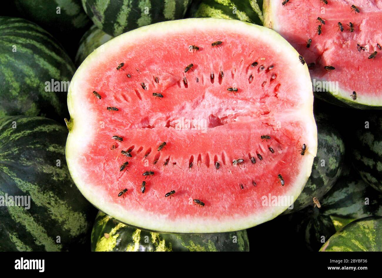 Watermelon background bunch fresh hi-res stock photography and images ...
