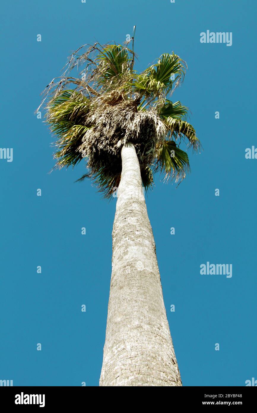 High palm hi-res stock photography and images - Alamy