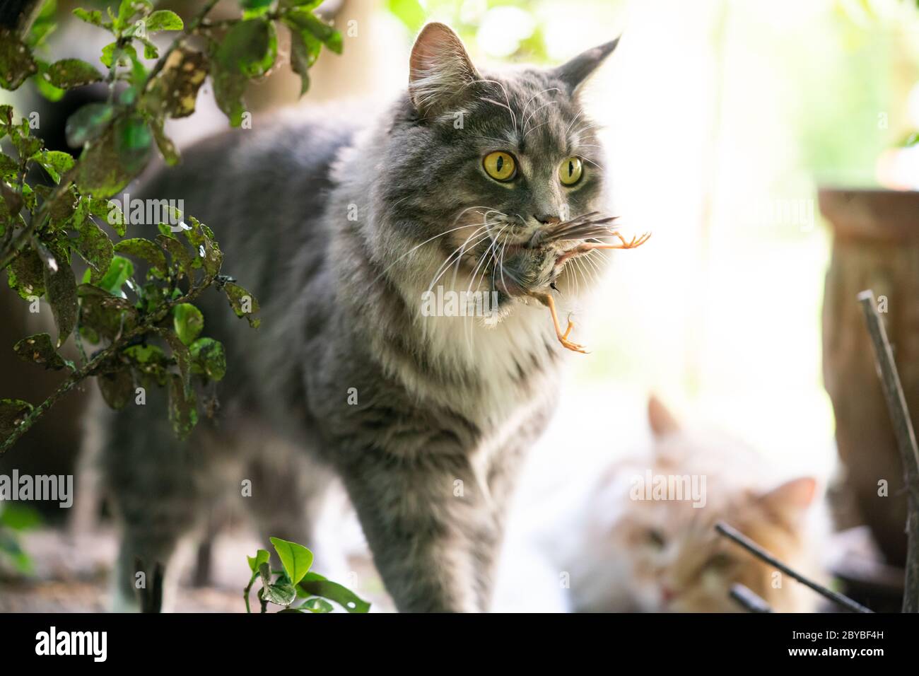 hunting maine coon cat with bird prey in mouth outdoors Stock Photo - Alamy