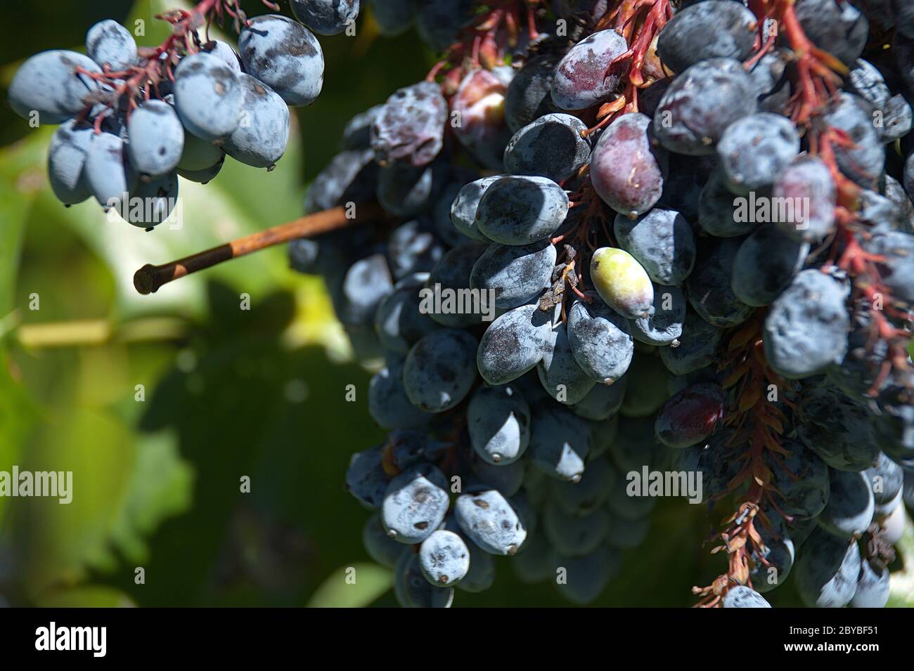 Macro of blue Oregon Grape Holly Stock Photo - Alamy