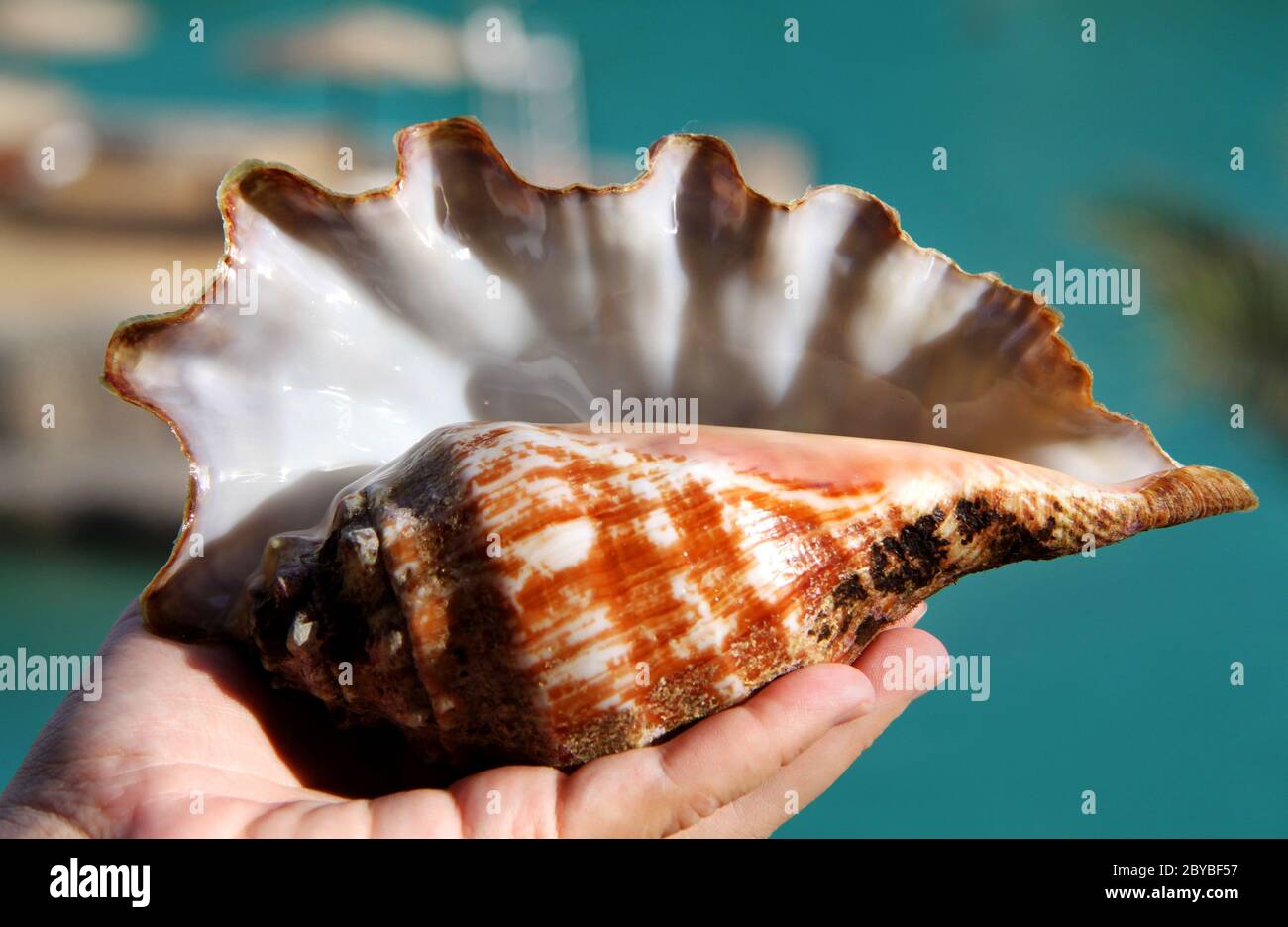 Shell on the palmar Stock Photo - Alamy