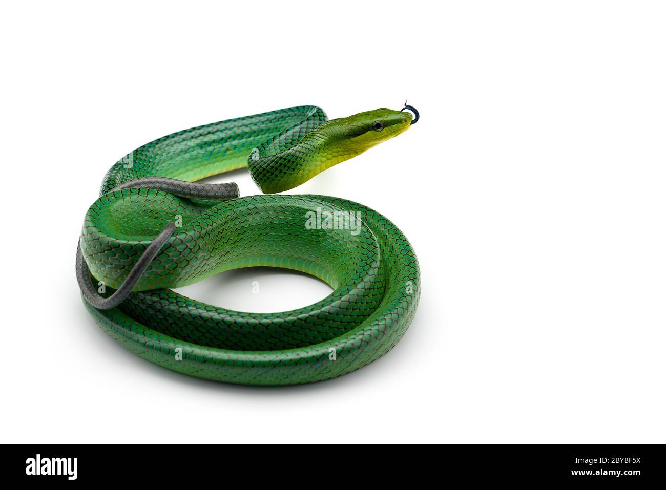 Closeup beautiful green snake Cut Out Stock Images & Pictures - Alamy