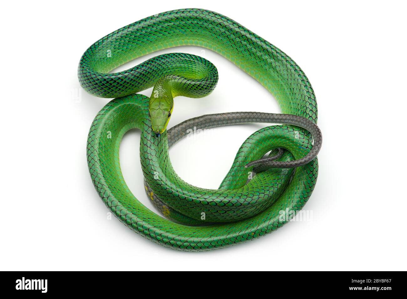 The red-tailed green rat snake isolated on white background Stock Photo ...