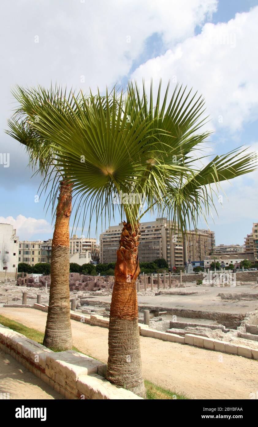 Two palms hi-res stock photography and images - Alamy