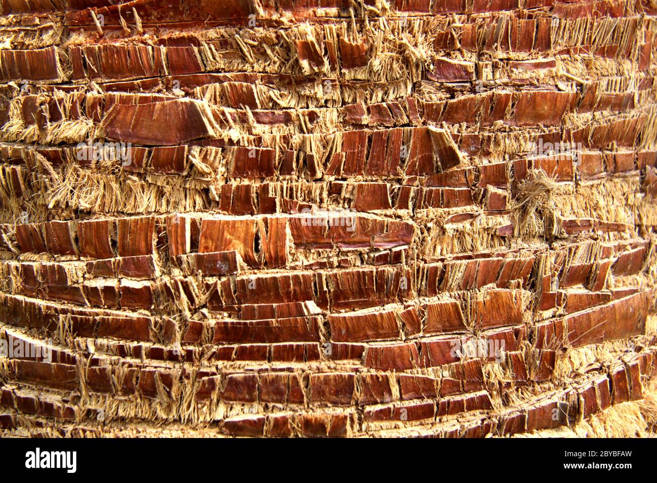 Palm texture hi-res stock photography and images - Alamy