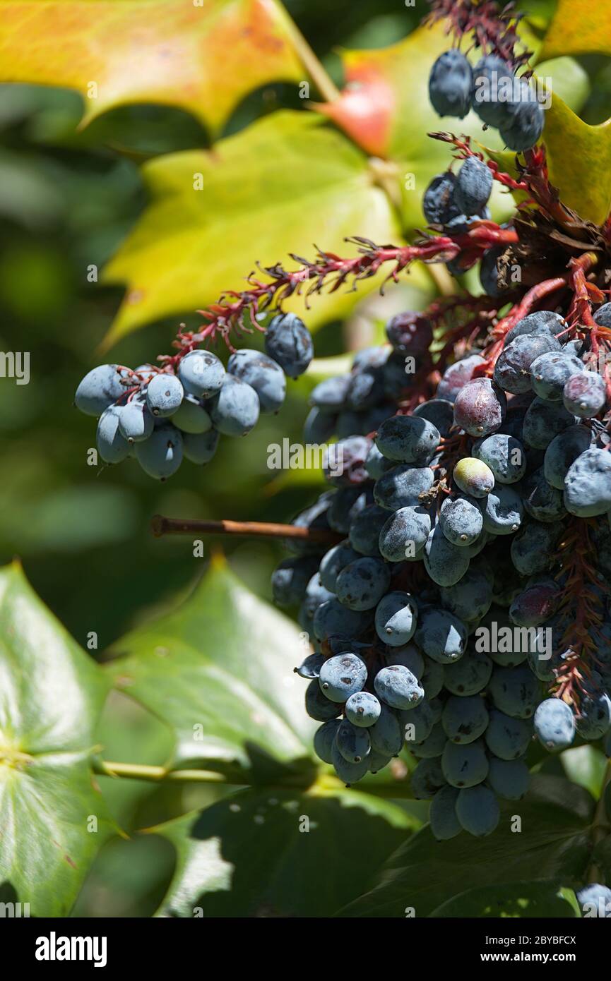 Macro of blue Oregon Grape Holly Stock Photo - Alamy