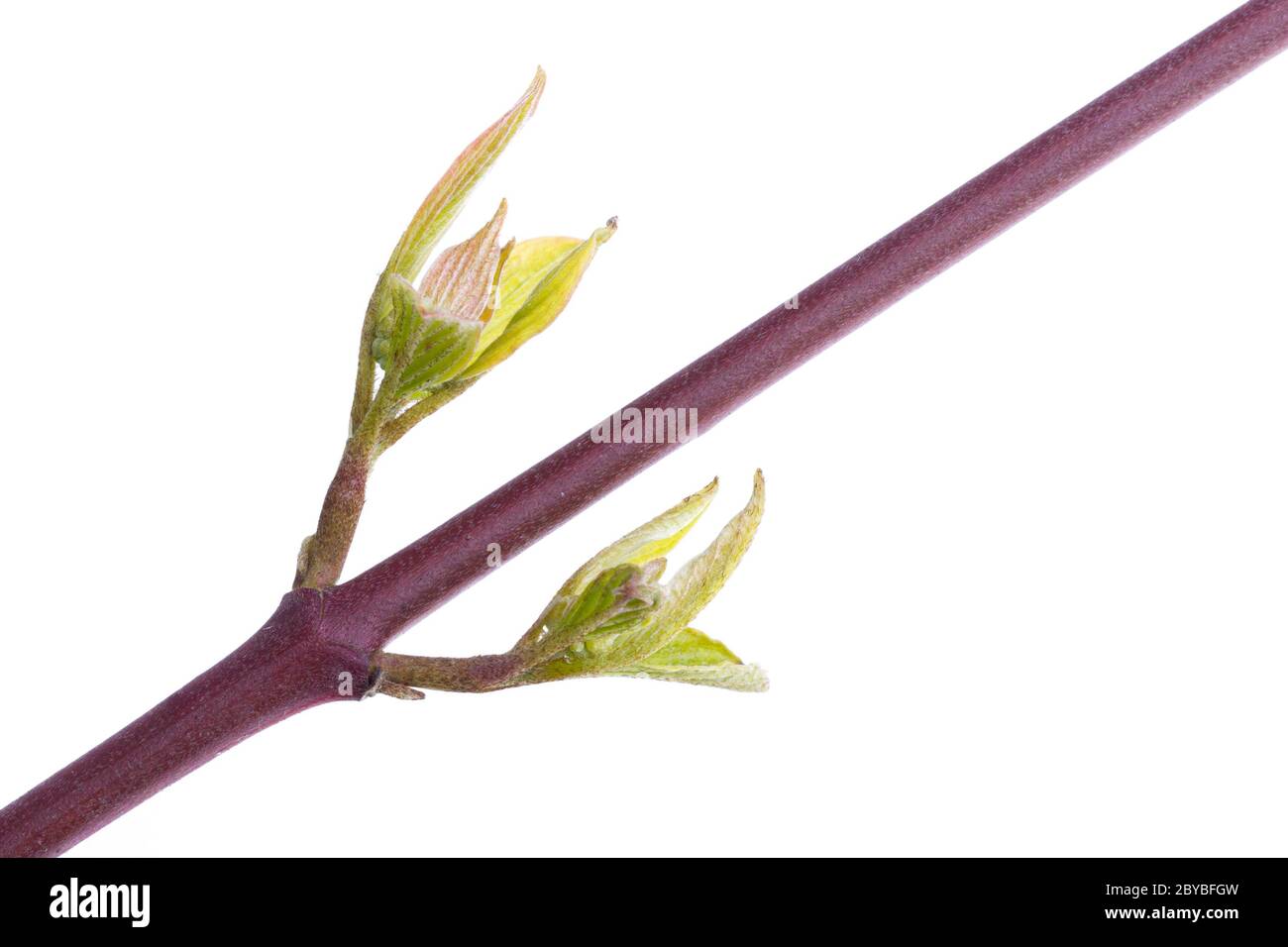 Young shoot tree leave hi-res stock photography and images - Alamy