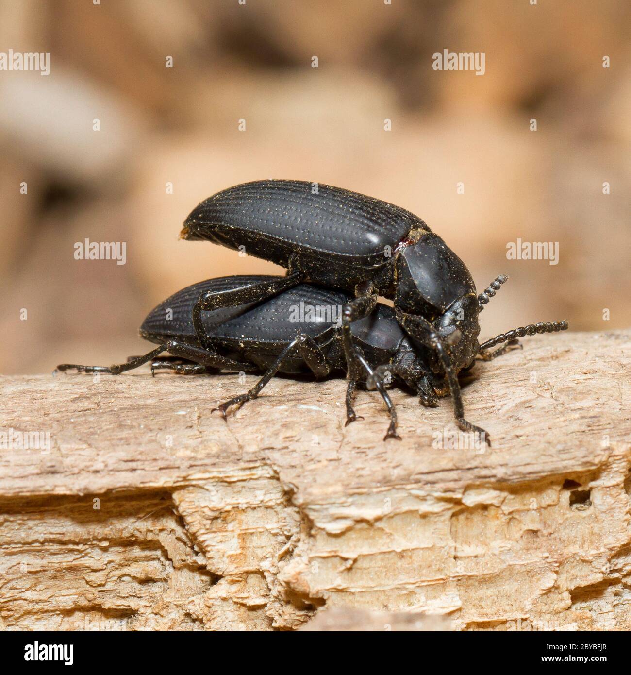 Pairing large black beetles Stock Photo - Alamy