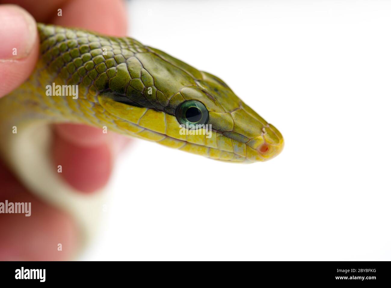 The red-tailed green rat snake isolated on white background Stock Photo ...