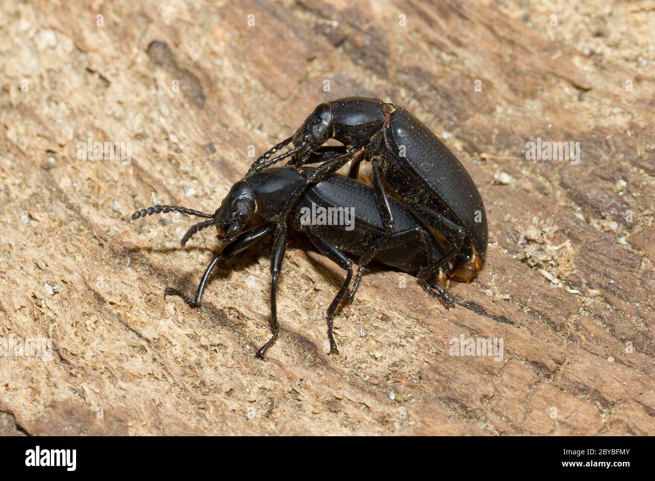 Pairing large black beetles Stock Photo - Alamy