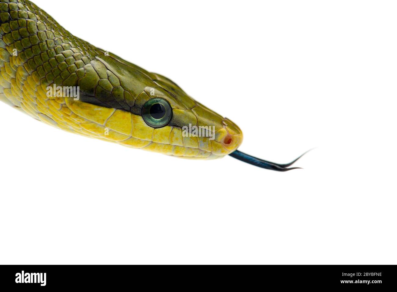 The red-tailed green rat snake isolated on white background Stock Photo ...