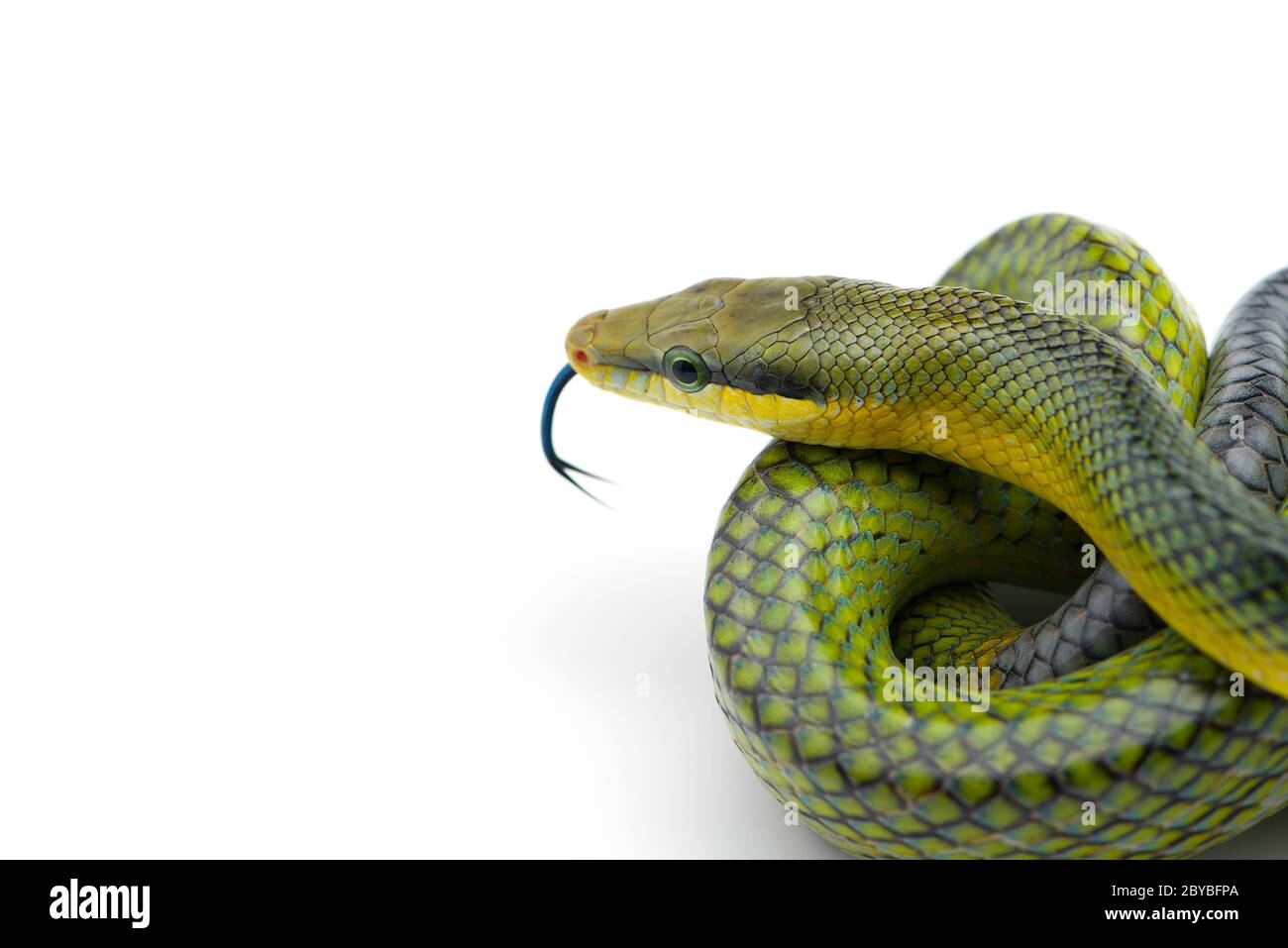 The red-tailed green rat snake isolated on white background Stock Photo ...