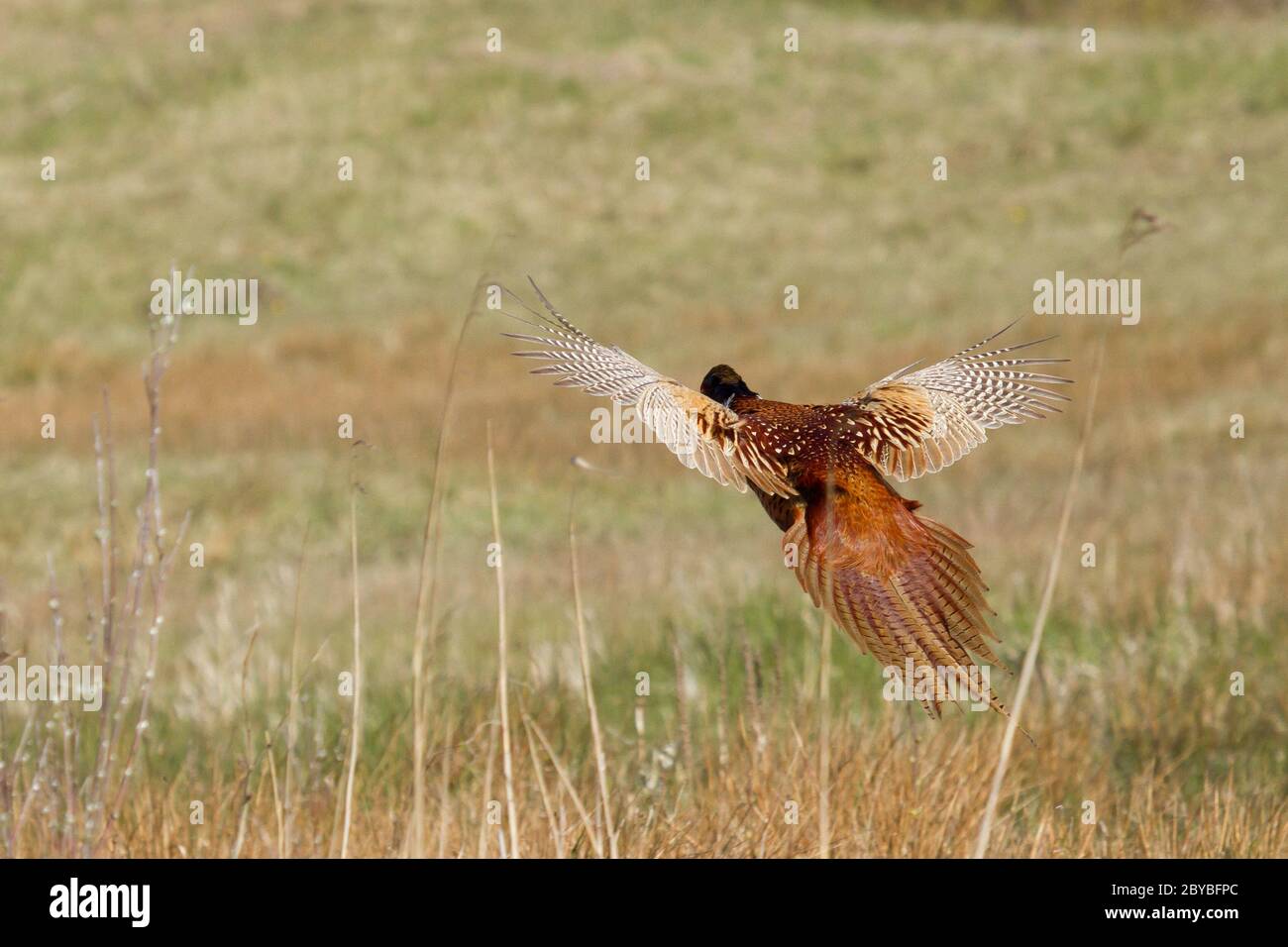 A common Pheasant is flying Stock Photo - Alamy