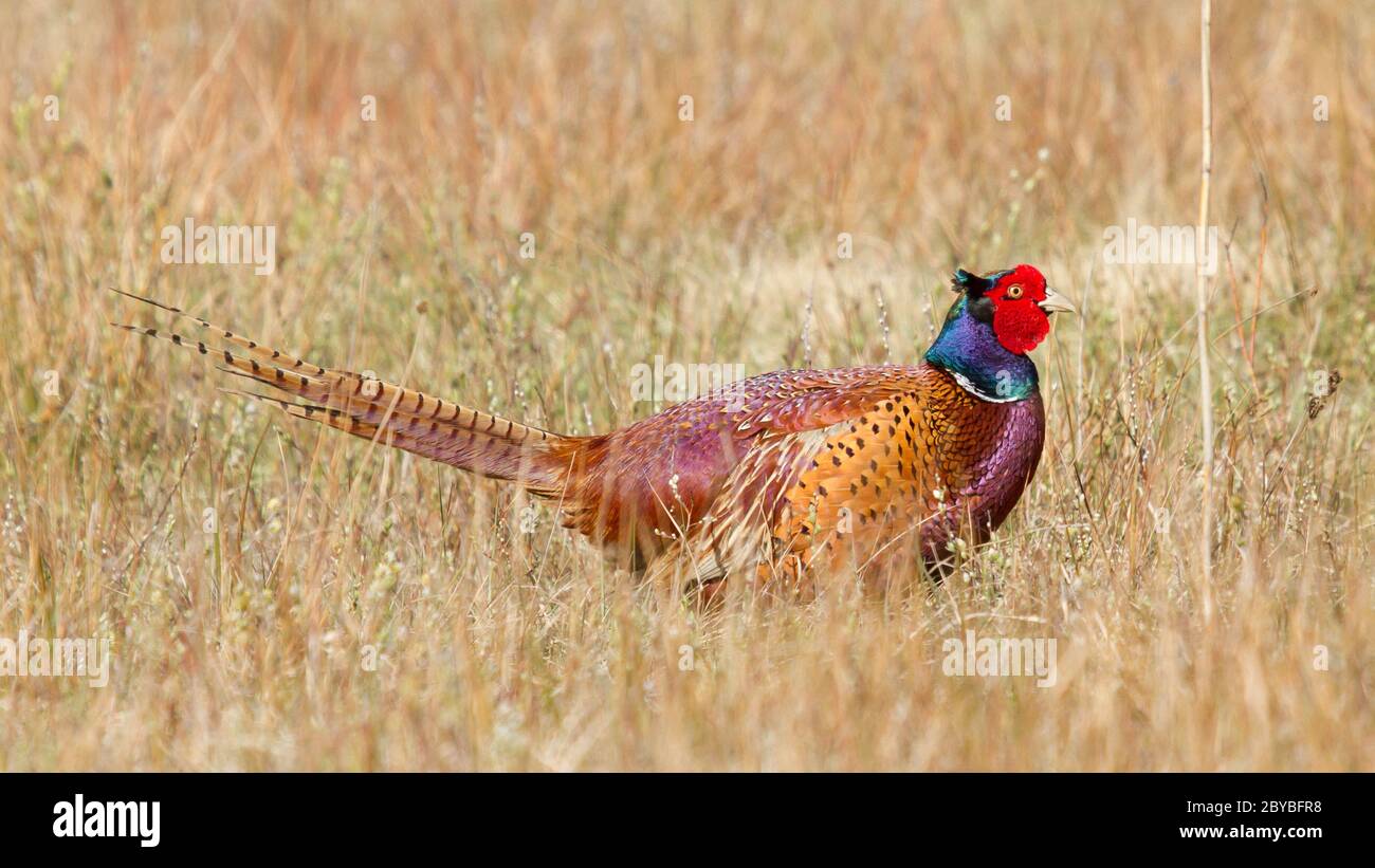 A common Pheasant Stock Photo - Alamy