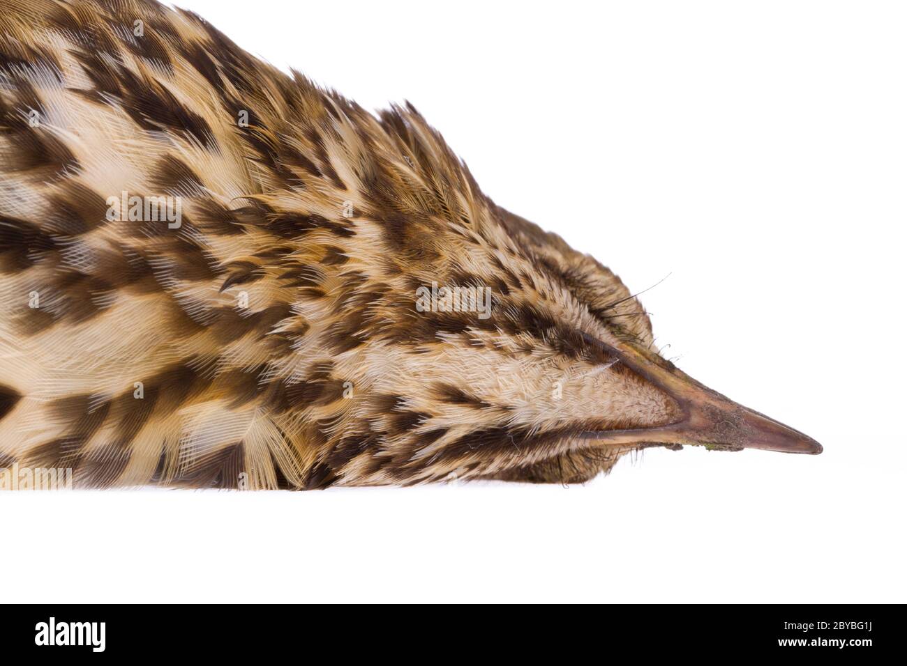 Thrush and cat hi-res stock photography and images - Alamy