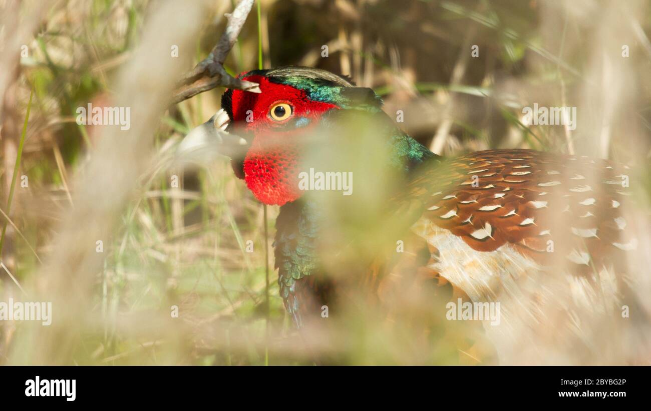 A common Pheasant Stock Photo - Alamy