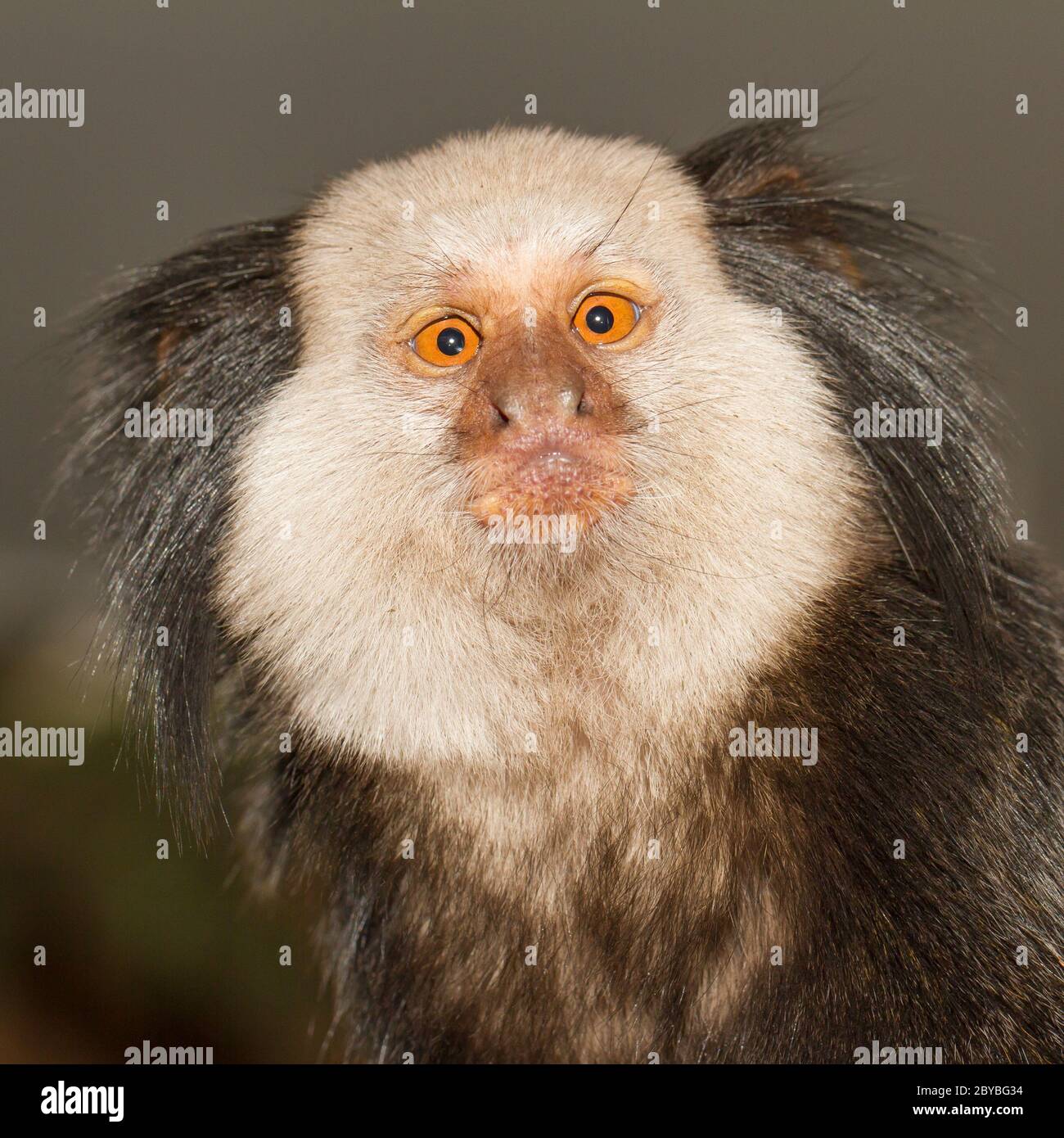 A Tufted-eared Marmoset Stock Photo - Alamy
