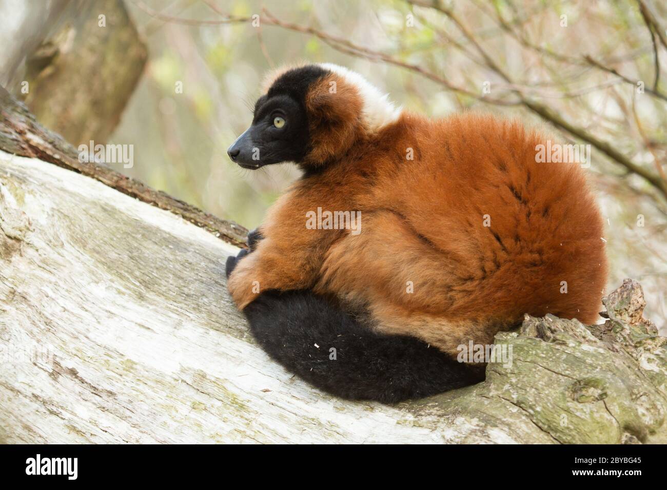 Red bellied monkey hi-res stock photography and images - Alamy