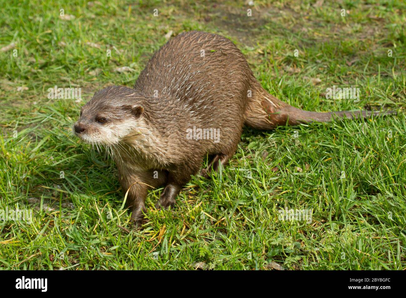 Otter swim underwater hi-res stock photography and images - Alamy