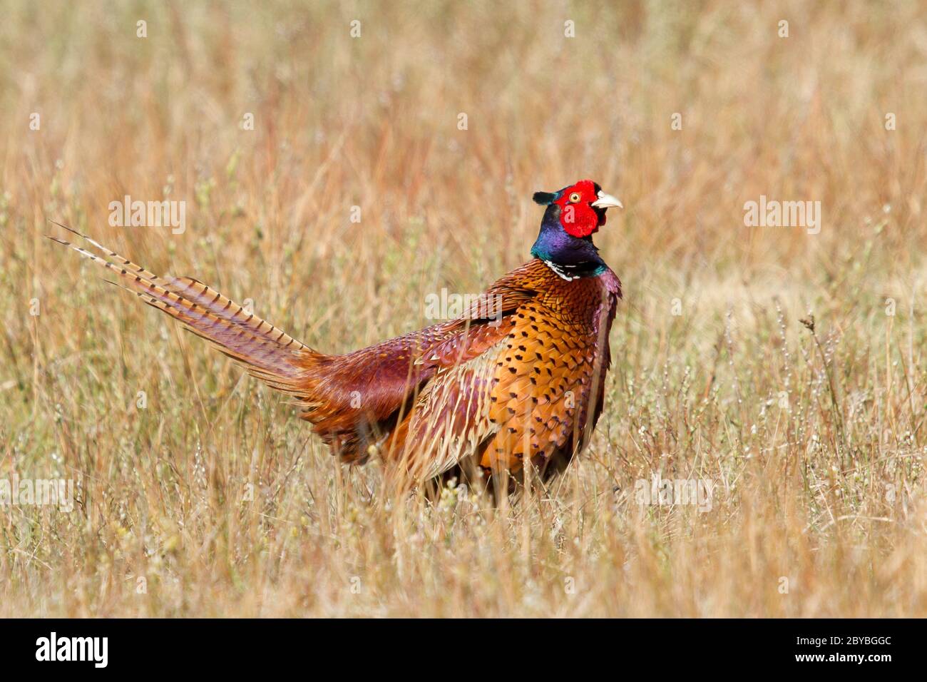 A common Pheasant Stock Photo - Alamy