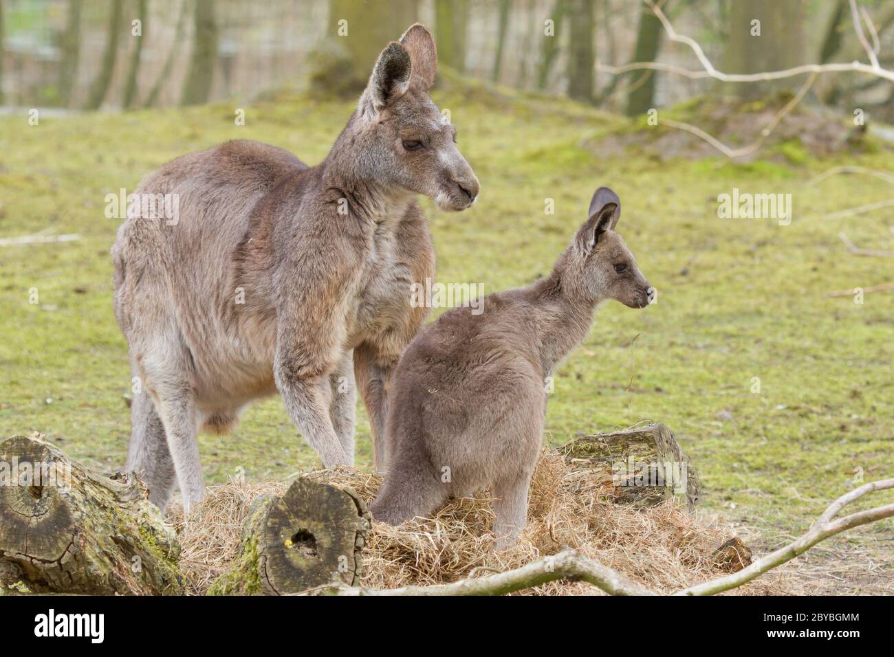 Halls gap kangaroo hi-res stock photography and images - Alamy