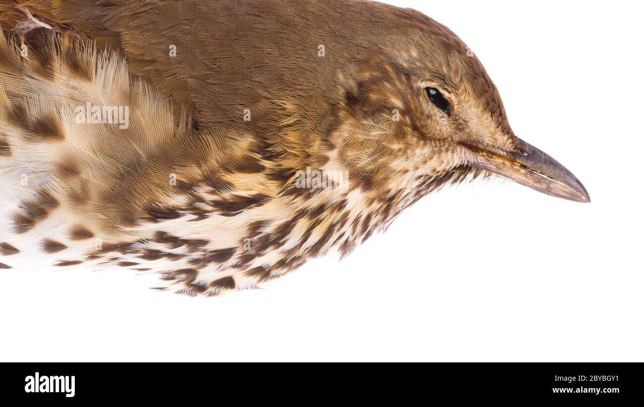 Garden dead tail hi-res stock photography and images - Alamy